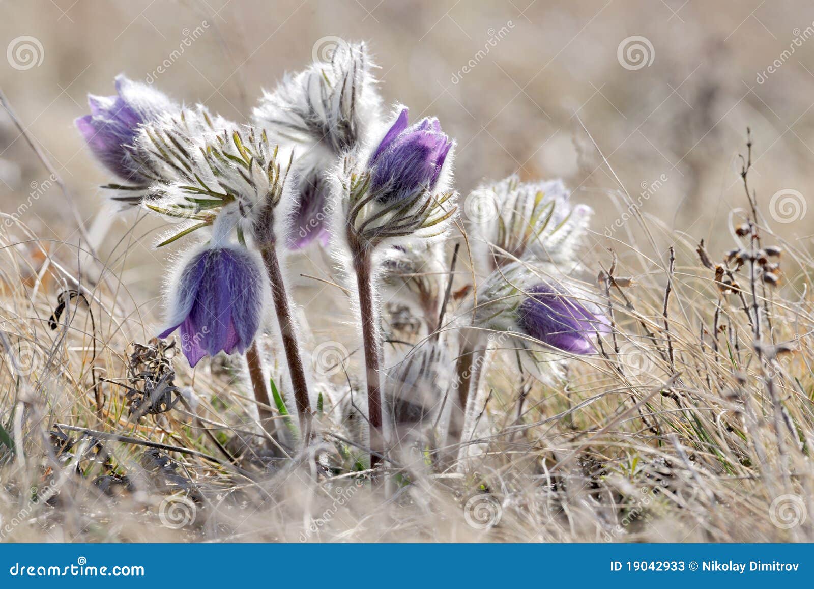 Alpine Anemone Mountain Flower Stock Image - Image of mountain, spring ...