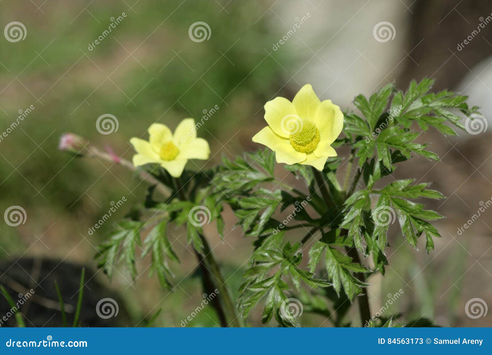 Alpine anemone stock image. Image of spring, pyrenees - 84563173