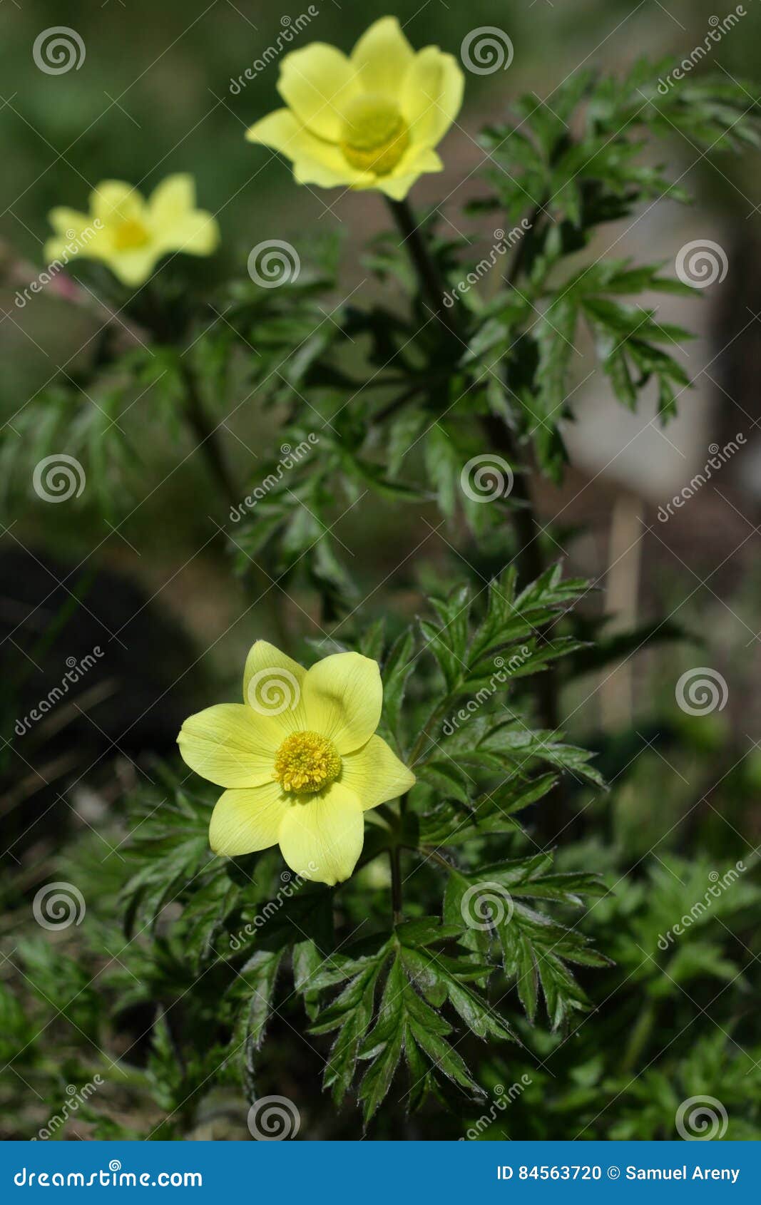 Alpine anemone stock photo. Image of pyrenees, vegetal - 84563720