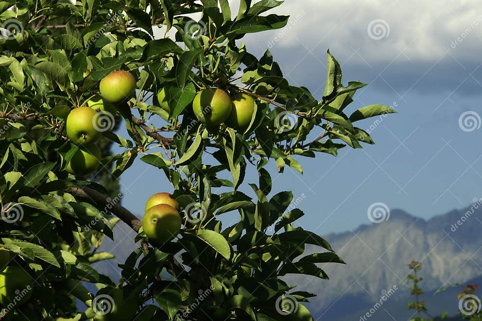 Alpine apples stock image. Image of farming, austria, mountains - 1145117