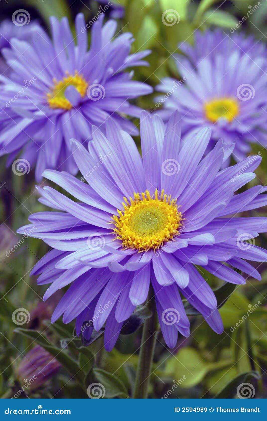 A Trio of Alpine Aster Flowers Stock Image - Image of plant, flowering ...