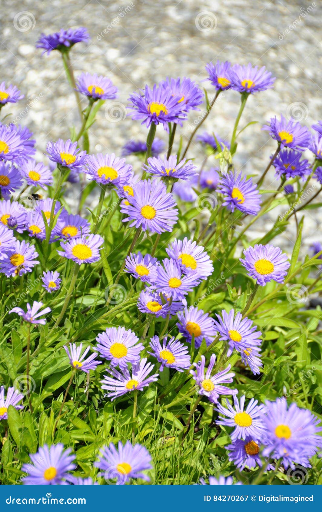 Alpine aster stock image. Image of blooming, alpinus - 84270267
