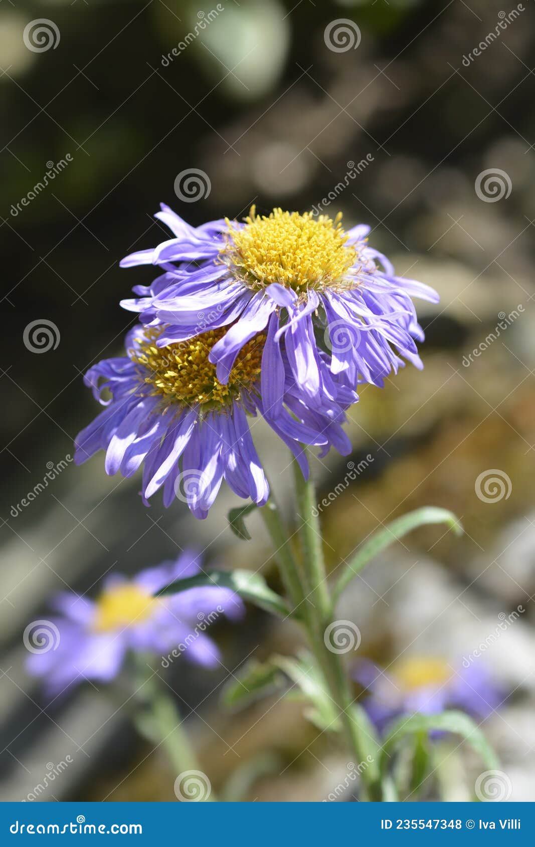Alpine aster stock photo. Image of flower, nature, blue - 235547348
