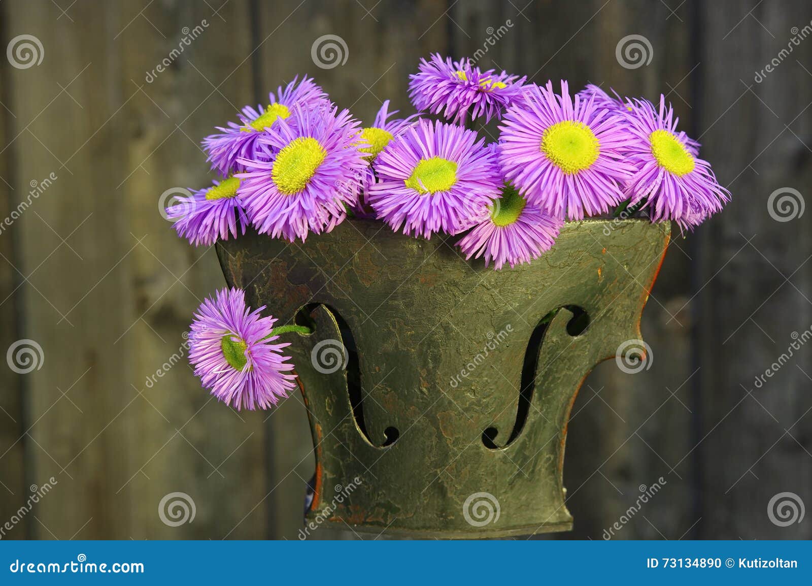 Alpine Aster in violin pot stock photo. Image of family - 73134890