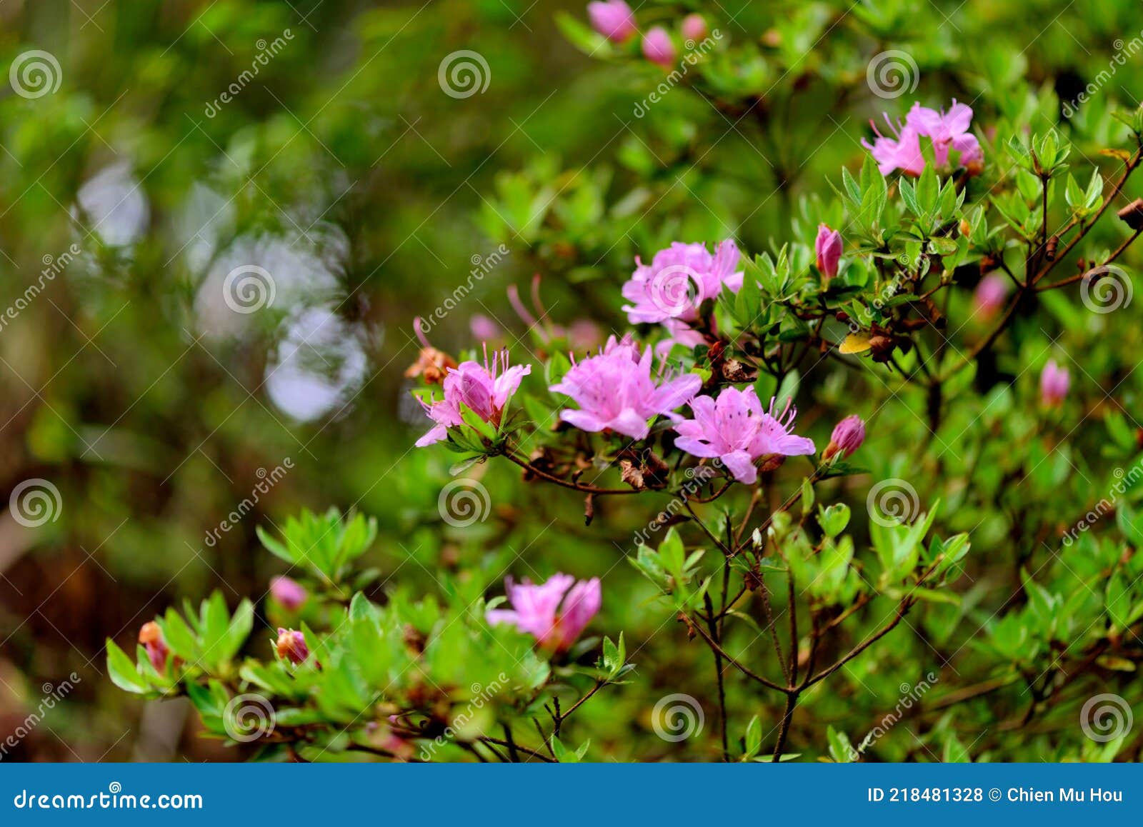 Alpine azalea blooms stock photo. Image of perennial - 218481328