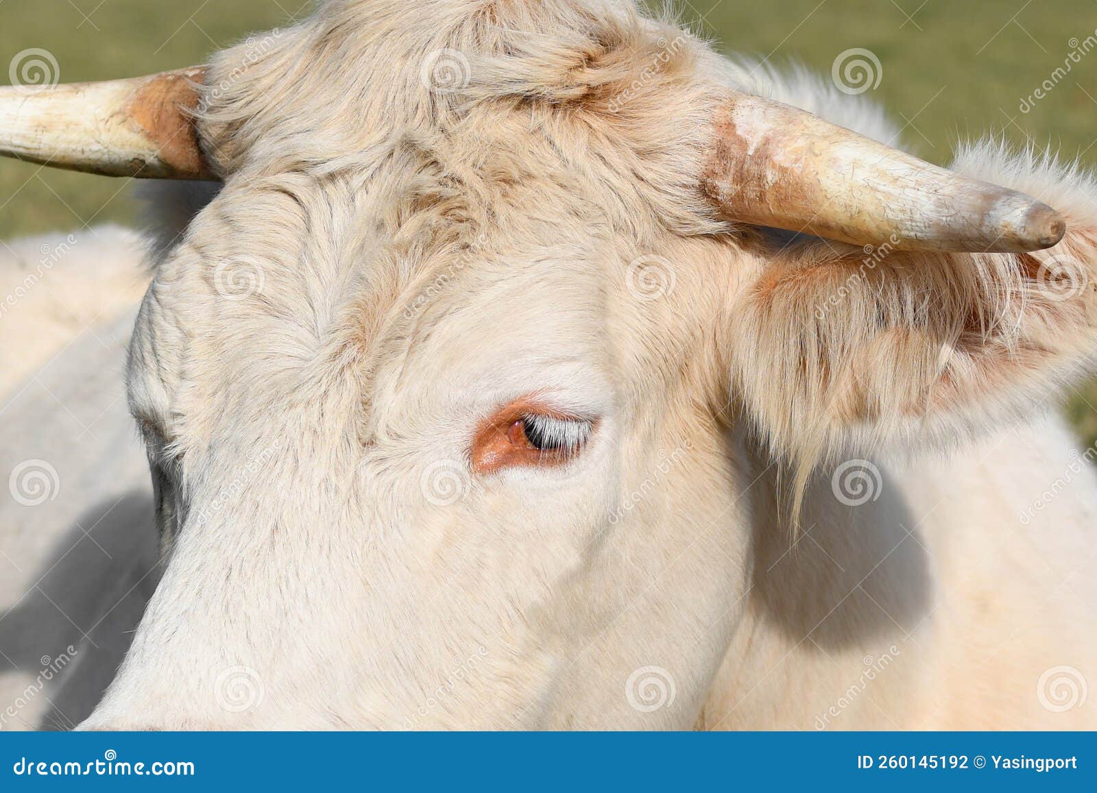 Alpine Beige Cow Resting on the Grass Stock Photo - Image of ...