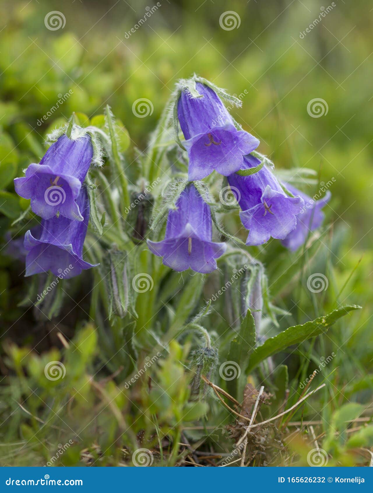 Alpine Bell Flowers in Summer Stock Photo - Image of flora, petal ...
