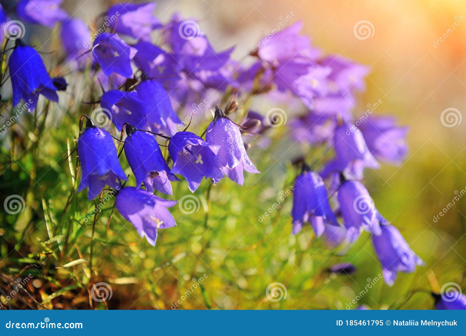 Alpine Bells Campanula Cochleariifolia in the Sunlight Stock Image ...