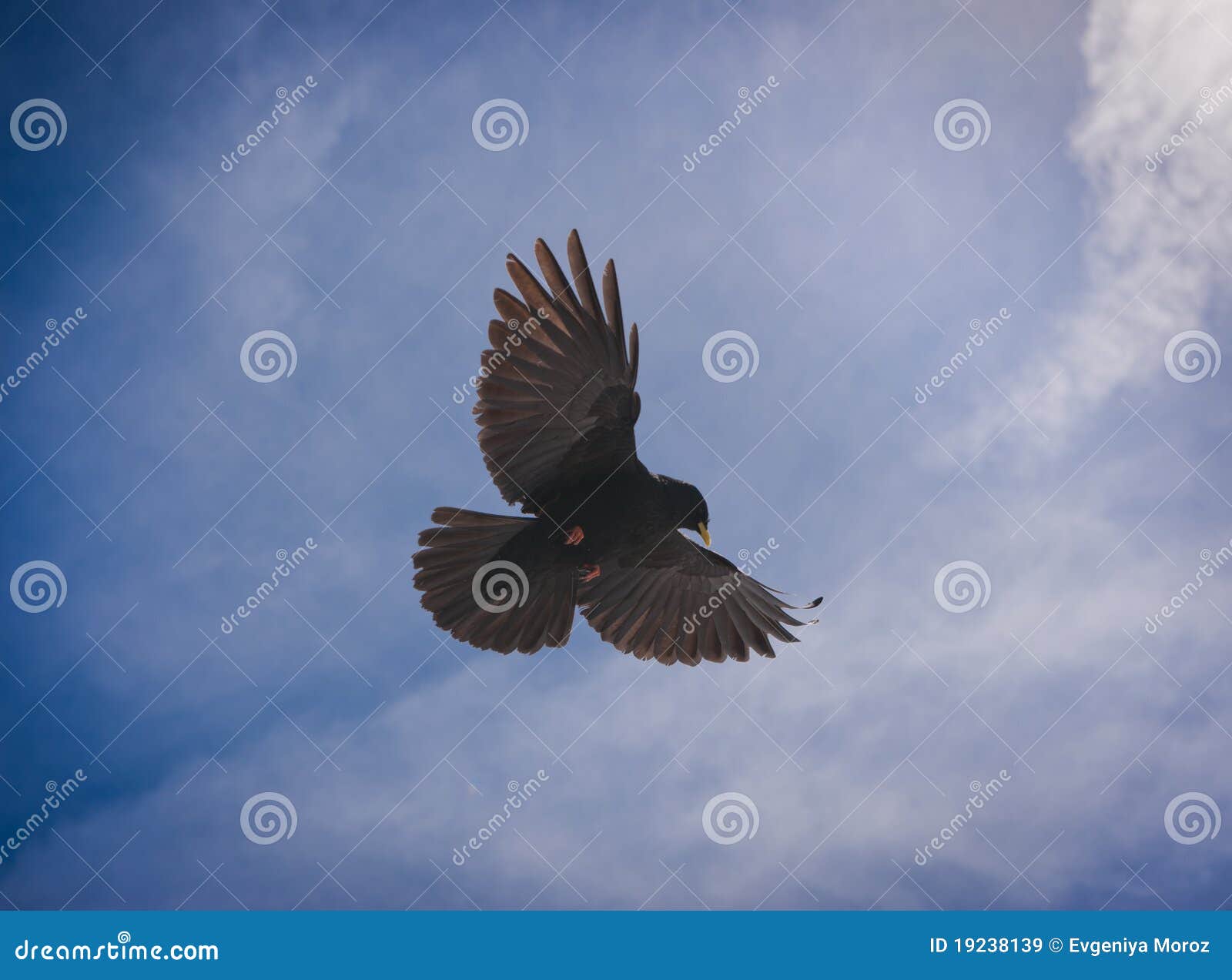Alpine Blackbird Flying in Blue Sky Stock Image - Image of wildlife ...
