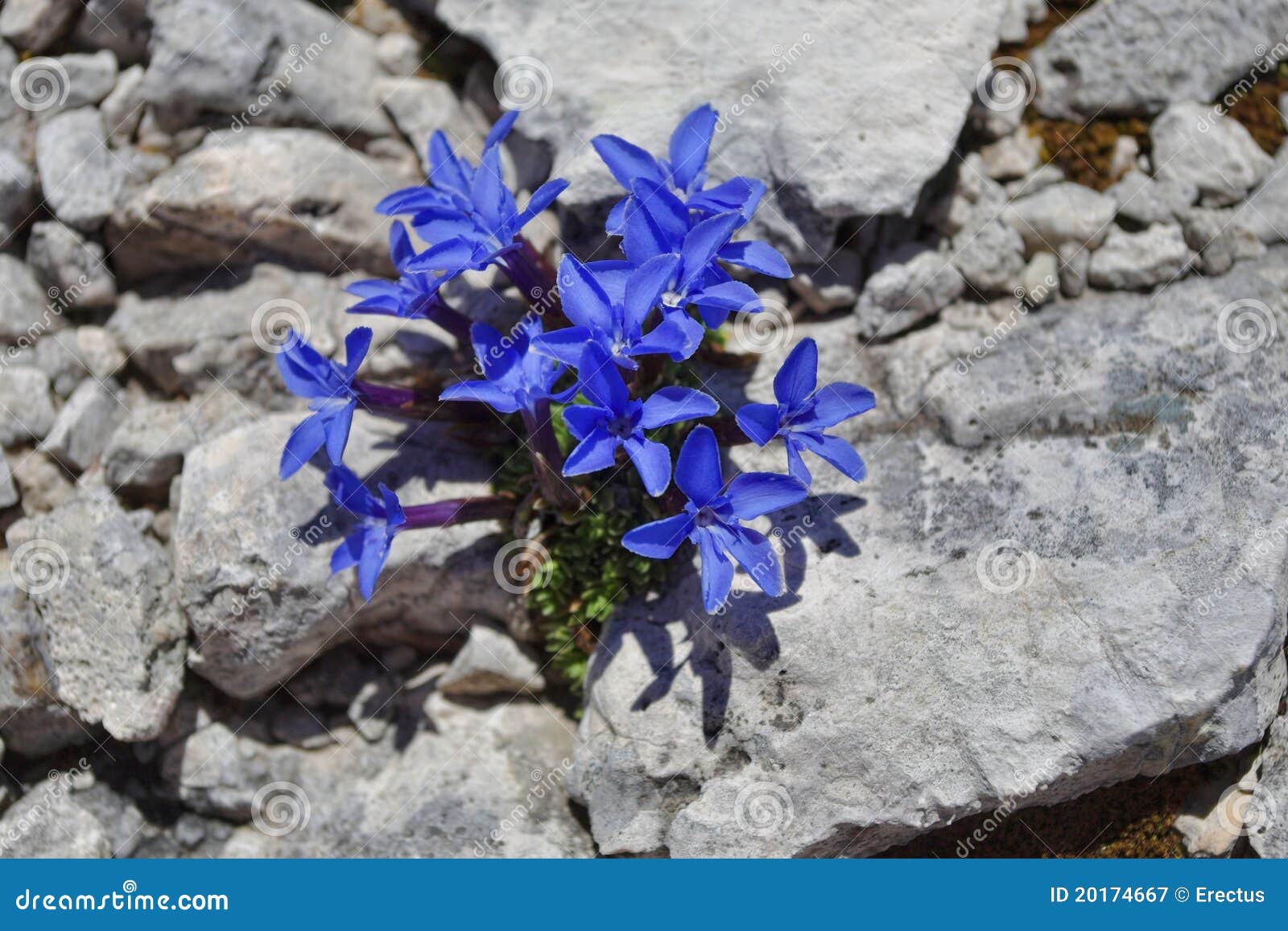Alpine Blue Flowers - the Spring Gentian Stock Image - Image of ...