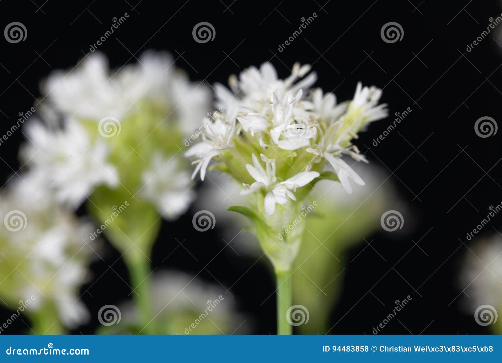 Alpine Catchfly Lychnis Alpina Stock Photo - Image of flora ...
