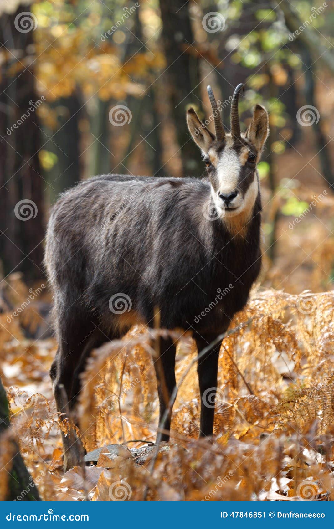Alpine chamois mammal stock image. Image of arezzo, mammal - 47846851