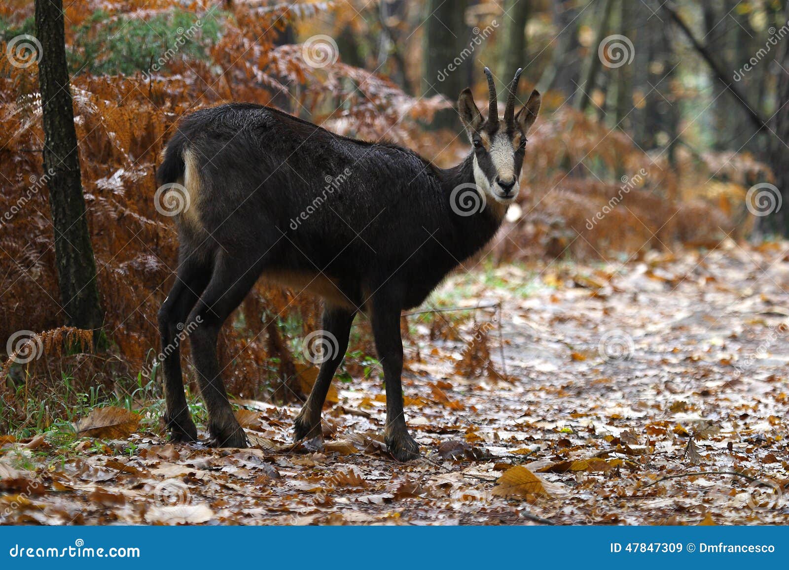 Alpine chamois mammal stock image. Image of landscape - 47847309