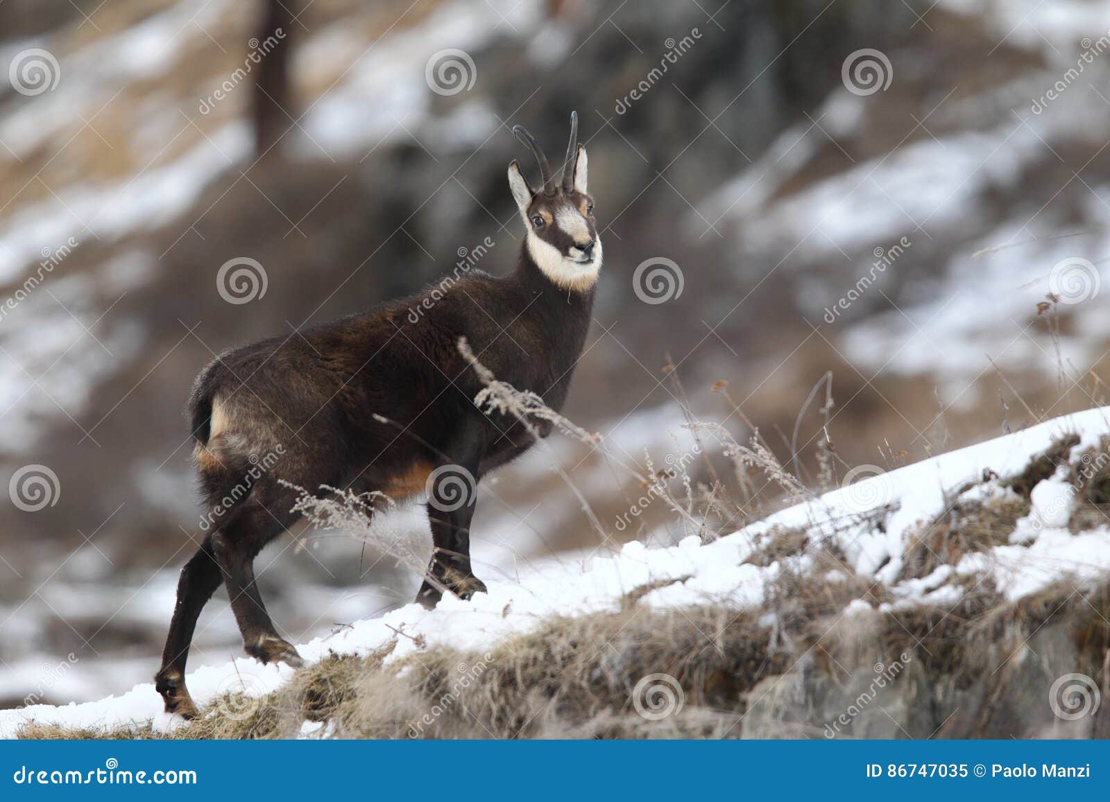 Alpine Chamois stock image. Image of season, rupicapra - 86747035
