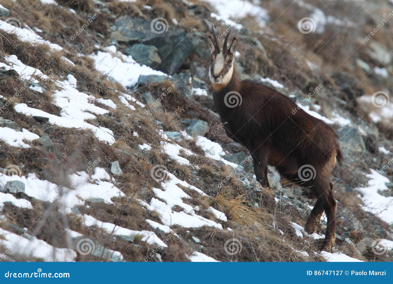 Alpine Chamois stock image. Image of hunting, black, european - 86747127