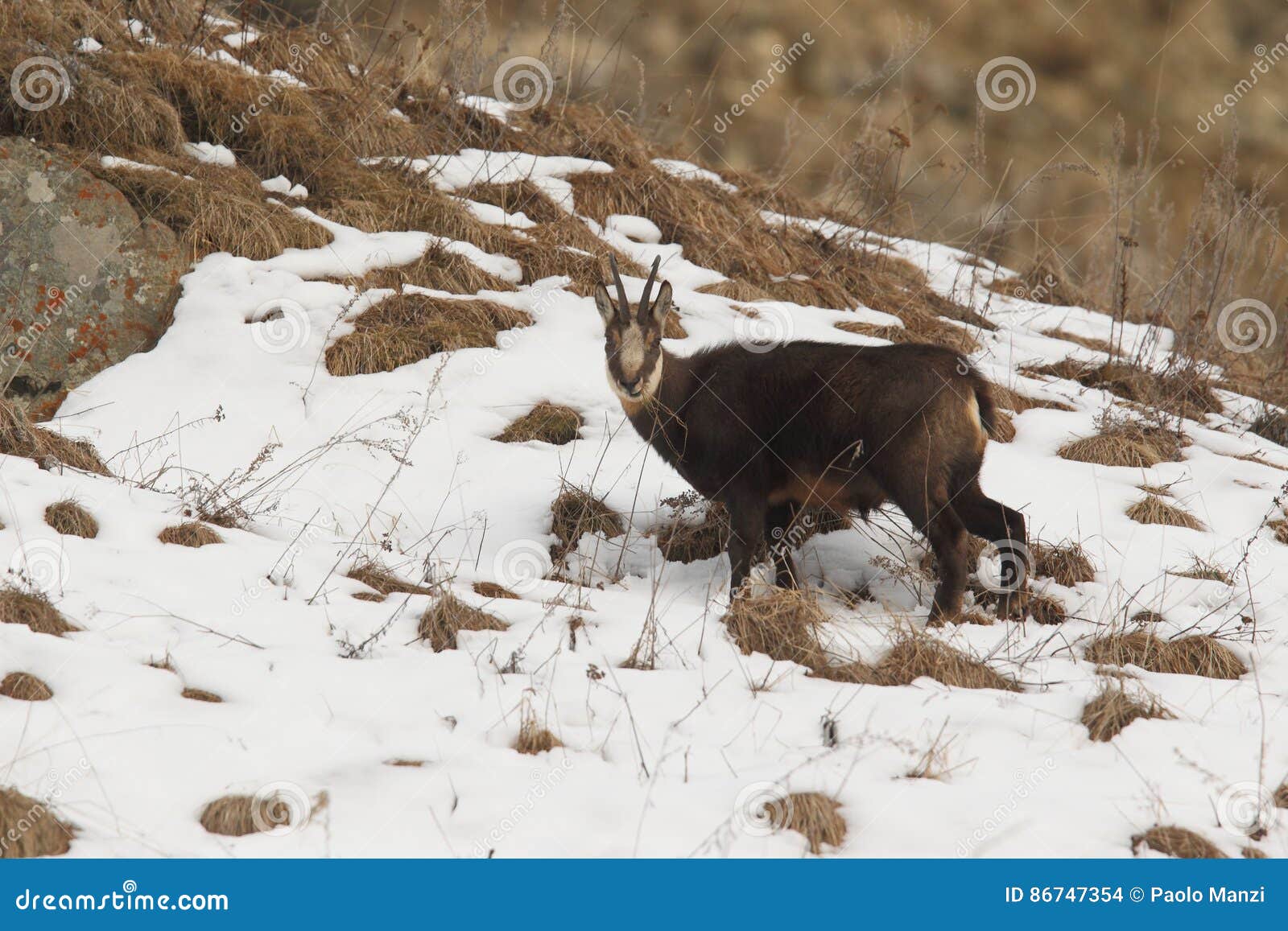 Alpine Chamois stock photo. Image of raptor, autumn, booted - 86747354