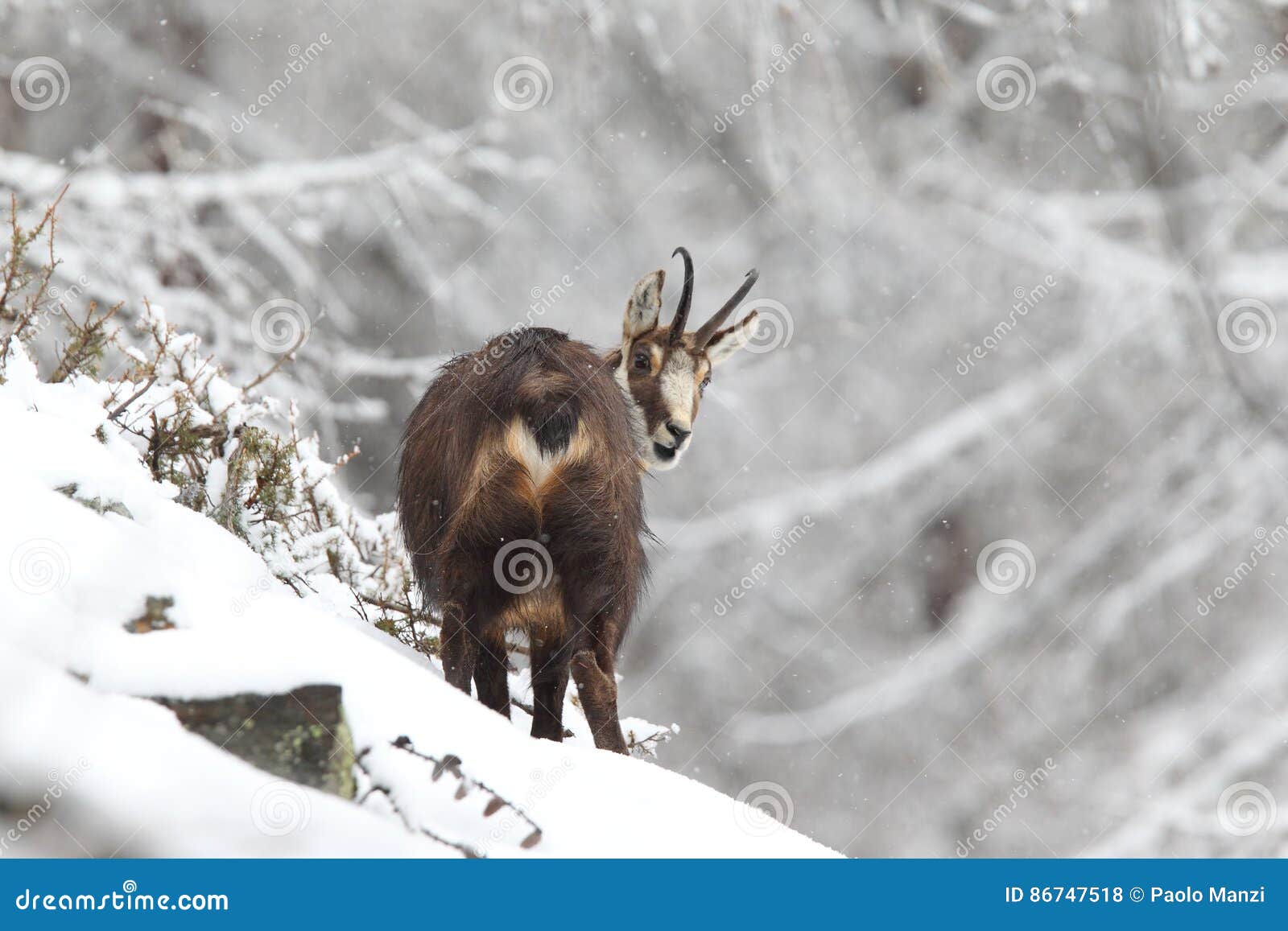Alpine Chamois stock photo. Image of grey, rupicapra - 86747518