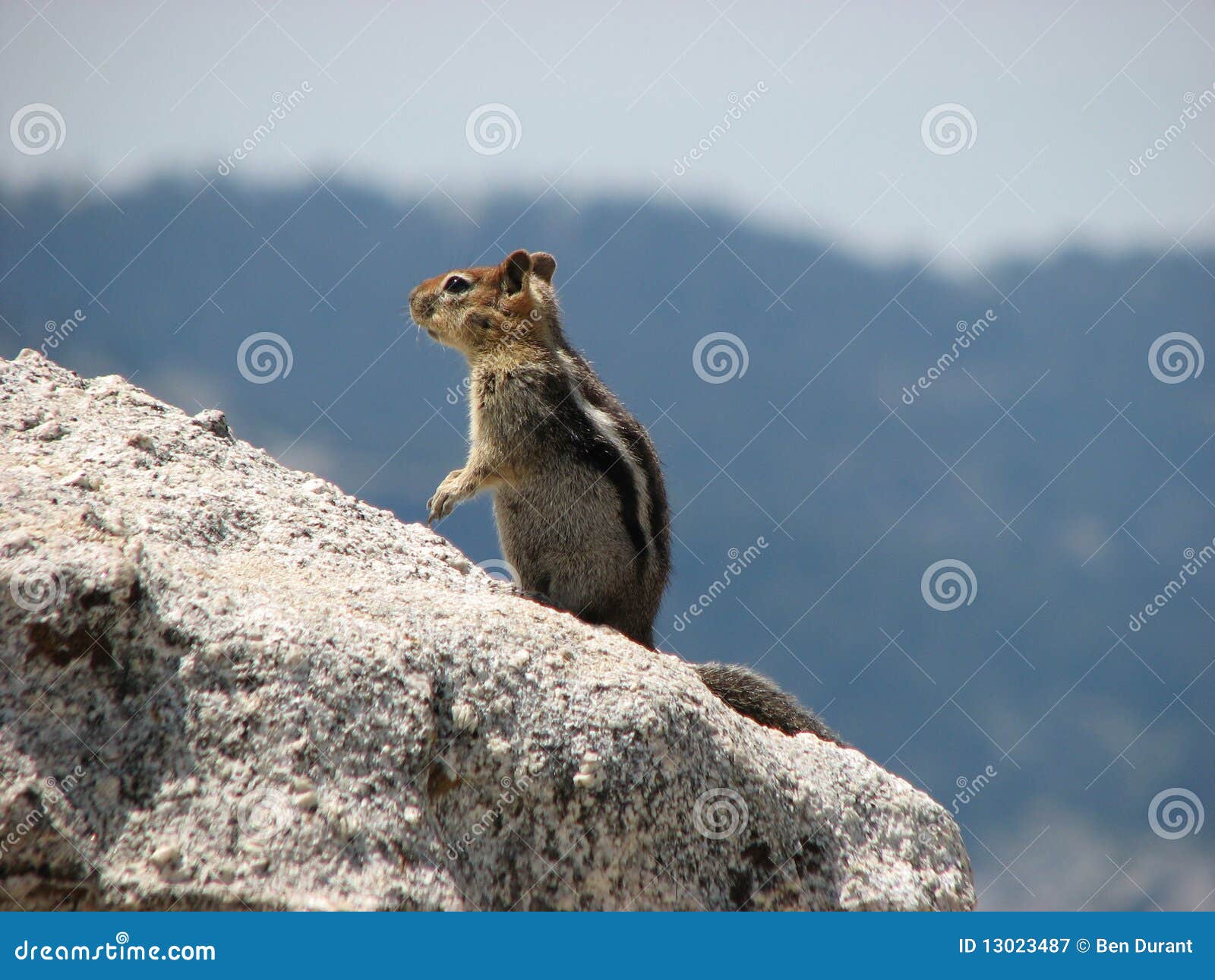 196 Alpine Chipmunk Stock Photos - Free & Royalty-Free Stock Photos ...