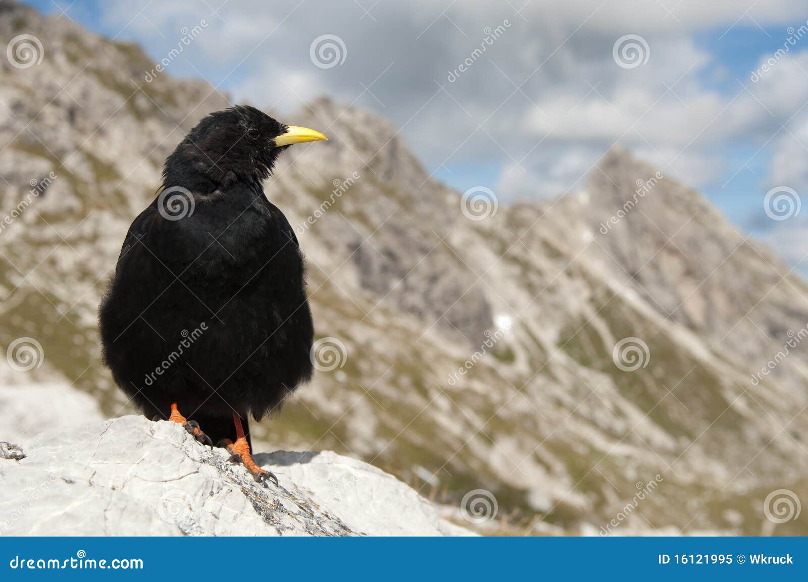 Alpine chough stock image. Image of germany, mountains - 16121995