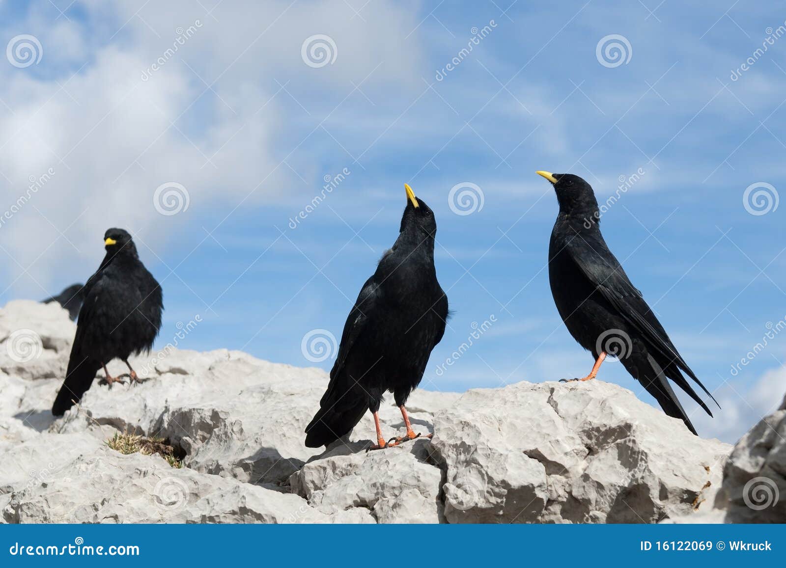 Alpine chough stock image. Image of bavaria, germany - 16122069