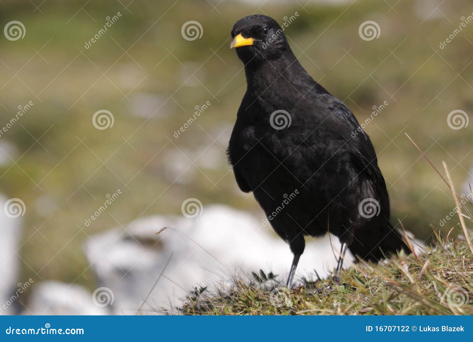 Alpine Chough, Pyrrhocorax Graculus, Black Bird Sitting On The Stone ...