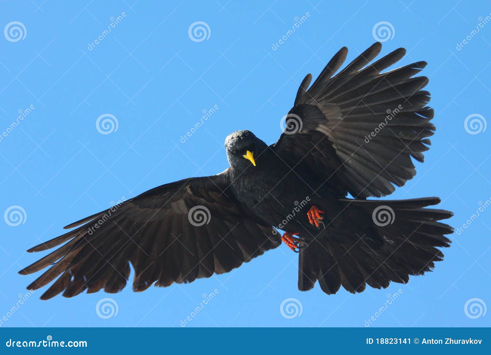 Alpine Chough stock image. Image of graculus, clear, hover - 18823141