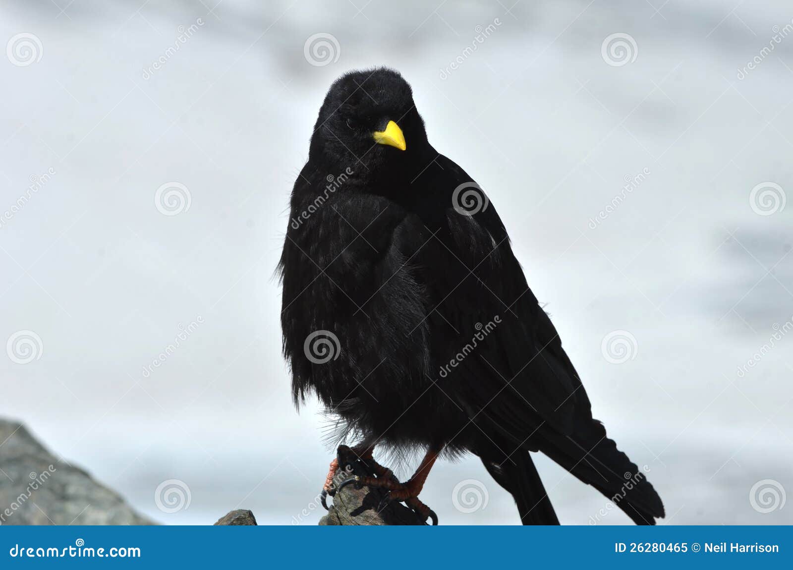 Alpine Chough stock image. Image of mountains, eurasian - 26280465