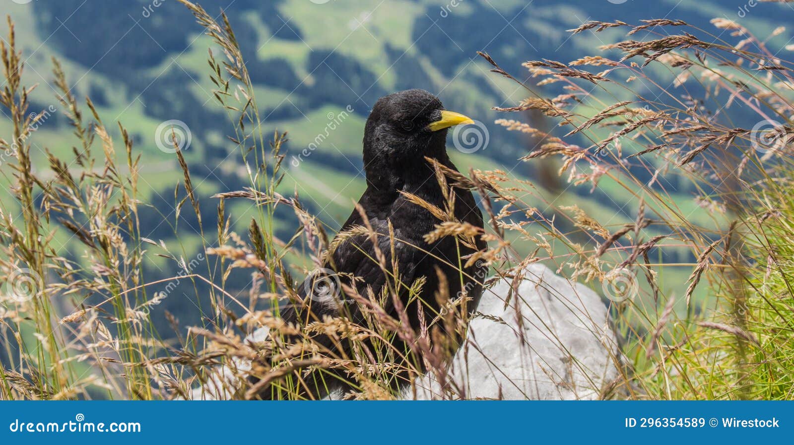Alpine Chough Bird in the Swiss Mountains. Stock Image - Image of ...