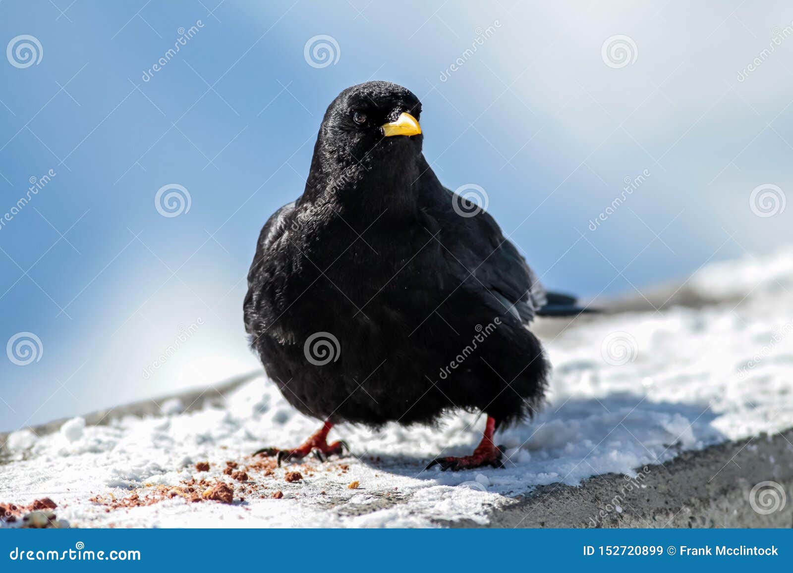 Alpine Chough stock image. Image of daylight, flora - 152720899