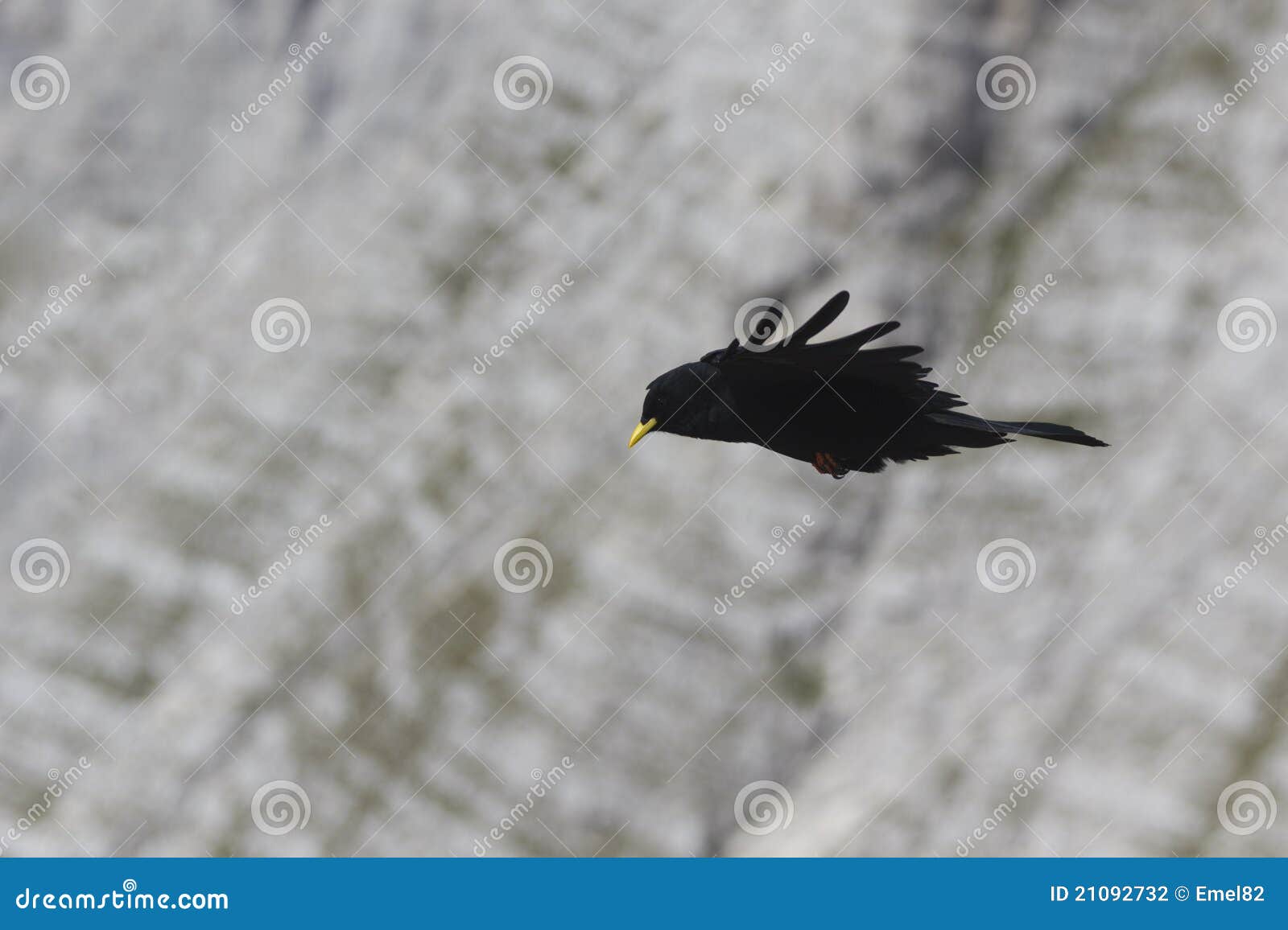 Alpine chough in flight stock photo. Image of park, alps - 21092732