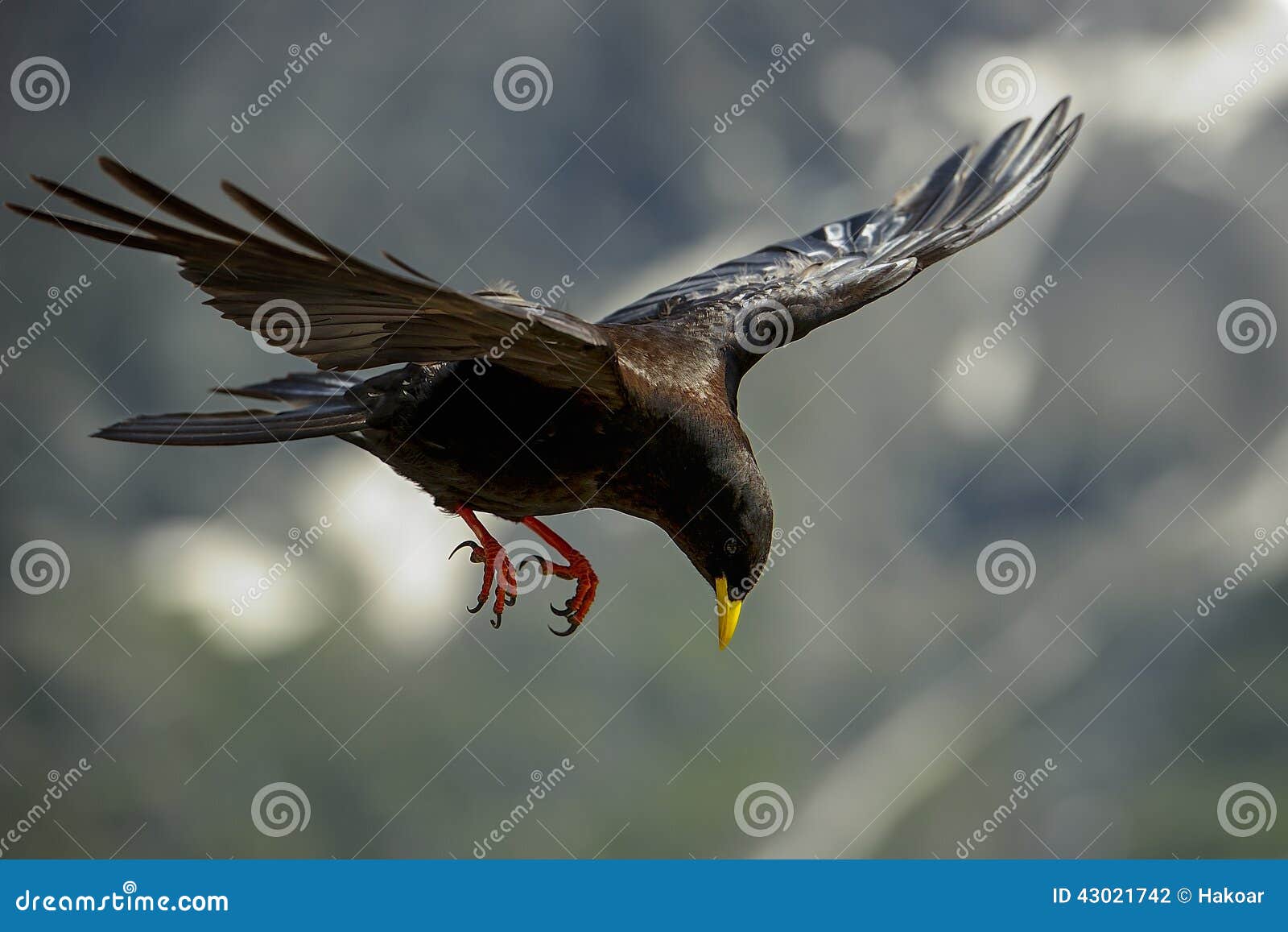 Alpine chough stock photo. Image of chough, billed, flex - 43021742