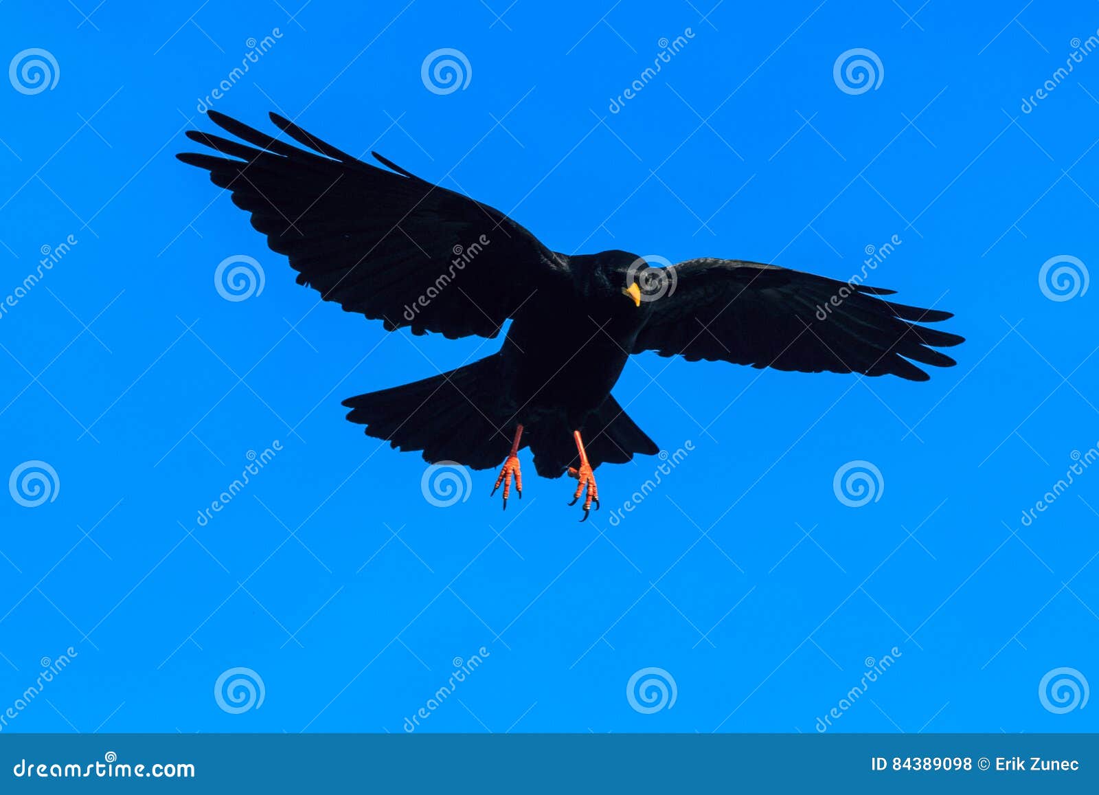 Alpine chough in a flight stock photo. Image of mountain - 84389098