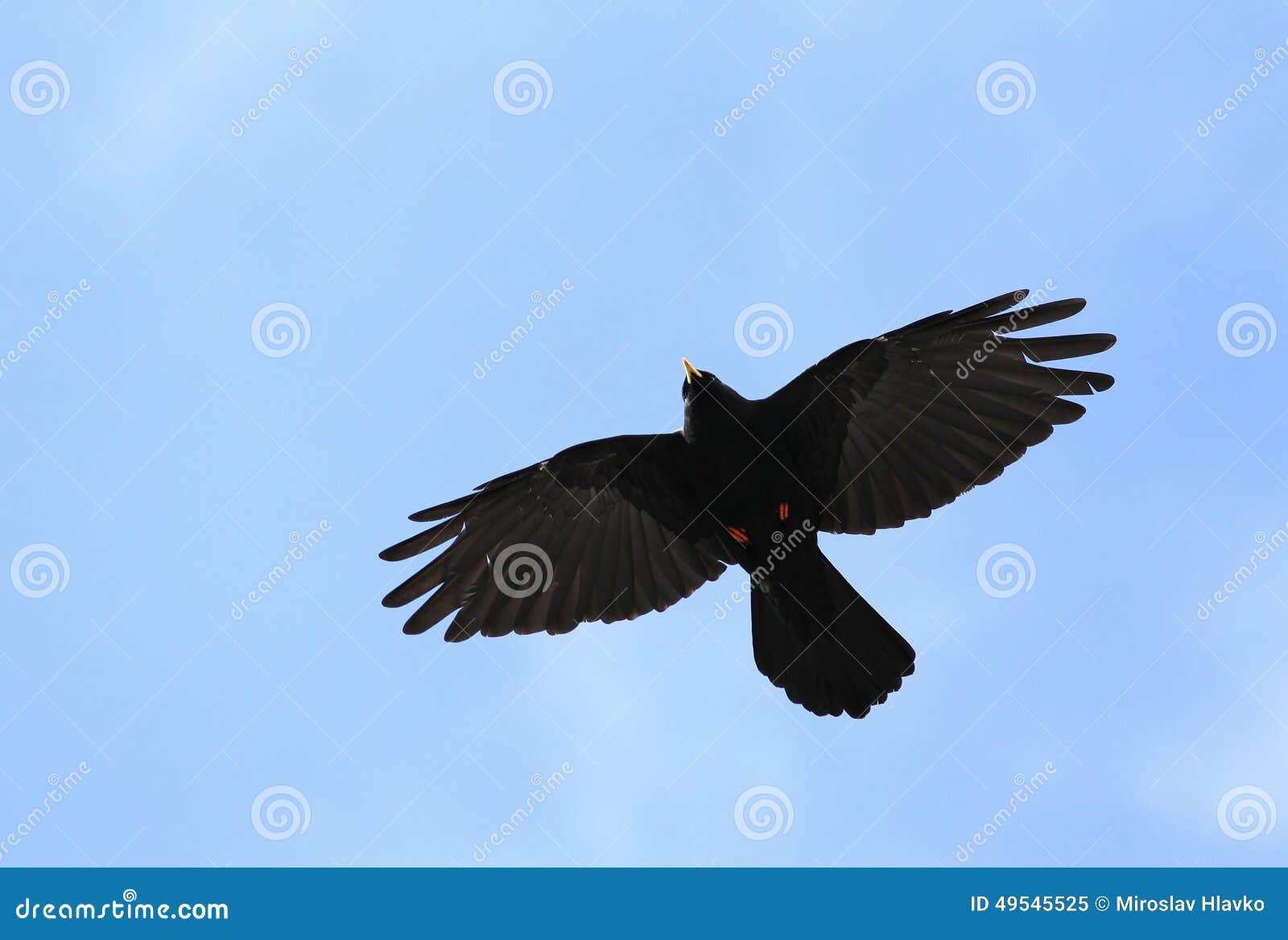 Alpine chough flying stock image. Image of wild, feather - 49545525
