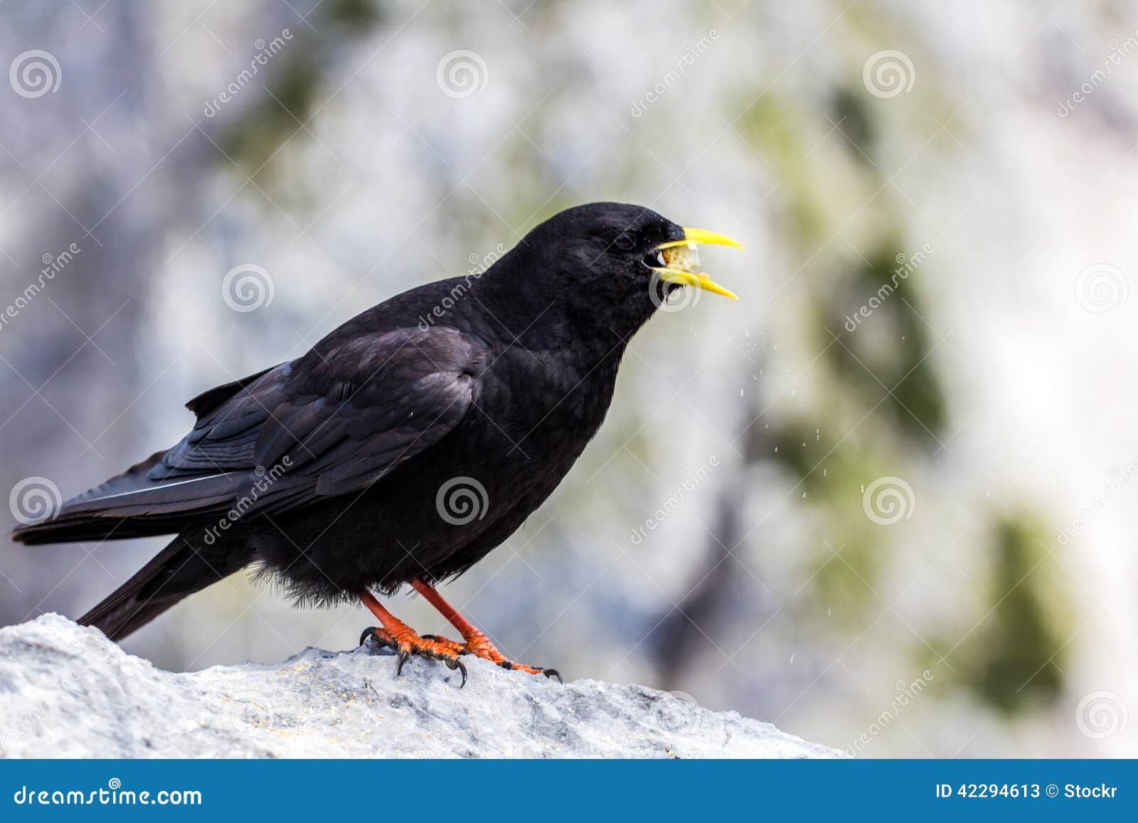 Alpine chough stock image. Image of animal, black, chough - 42294613