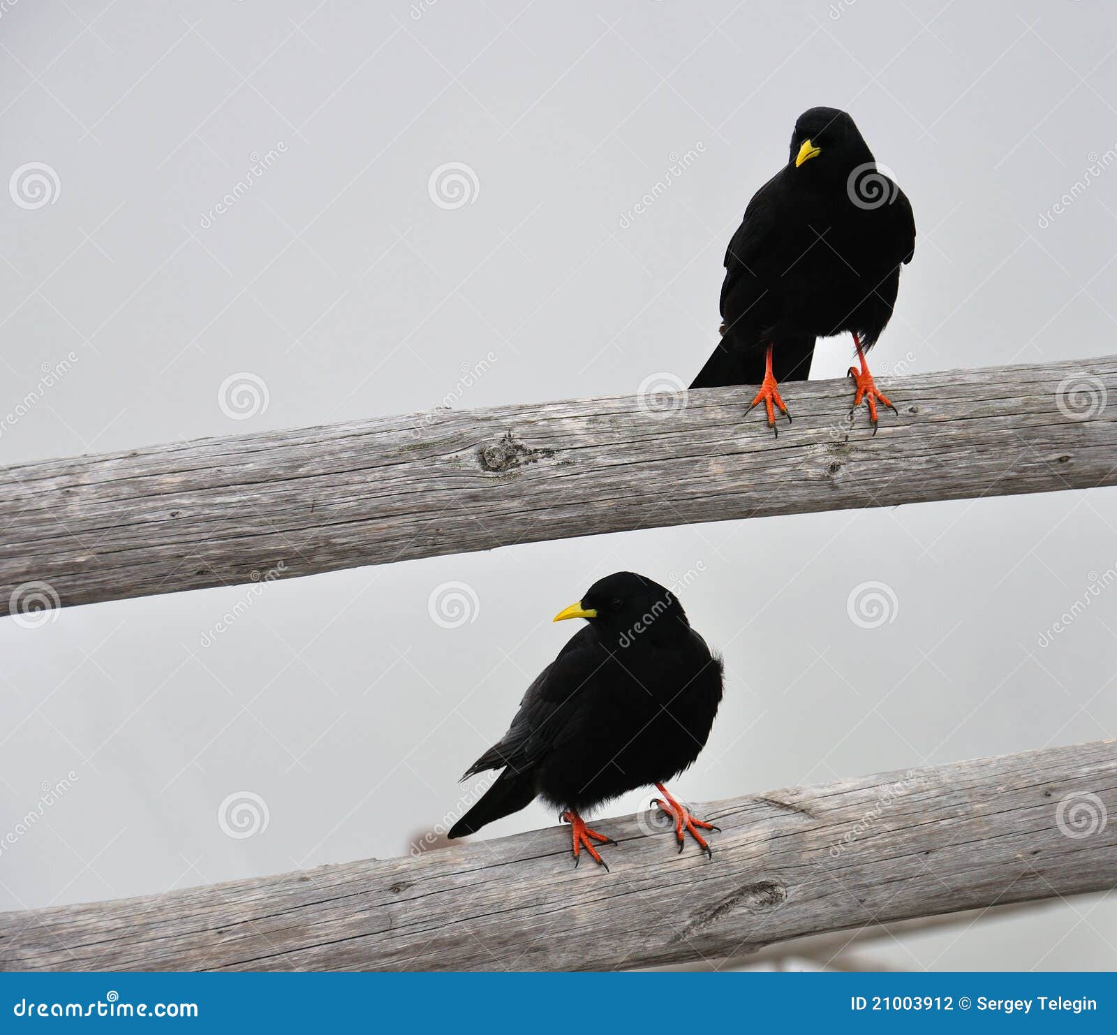 Alpine choughs stock photo. Image of corvidae, crow, wing - 21003912
