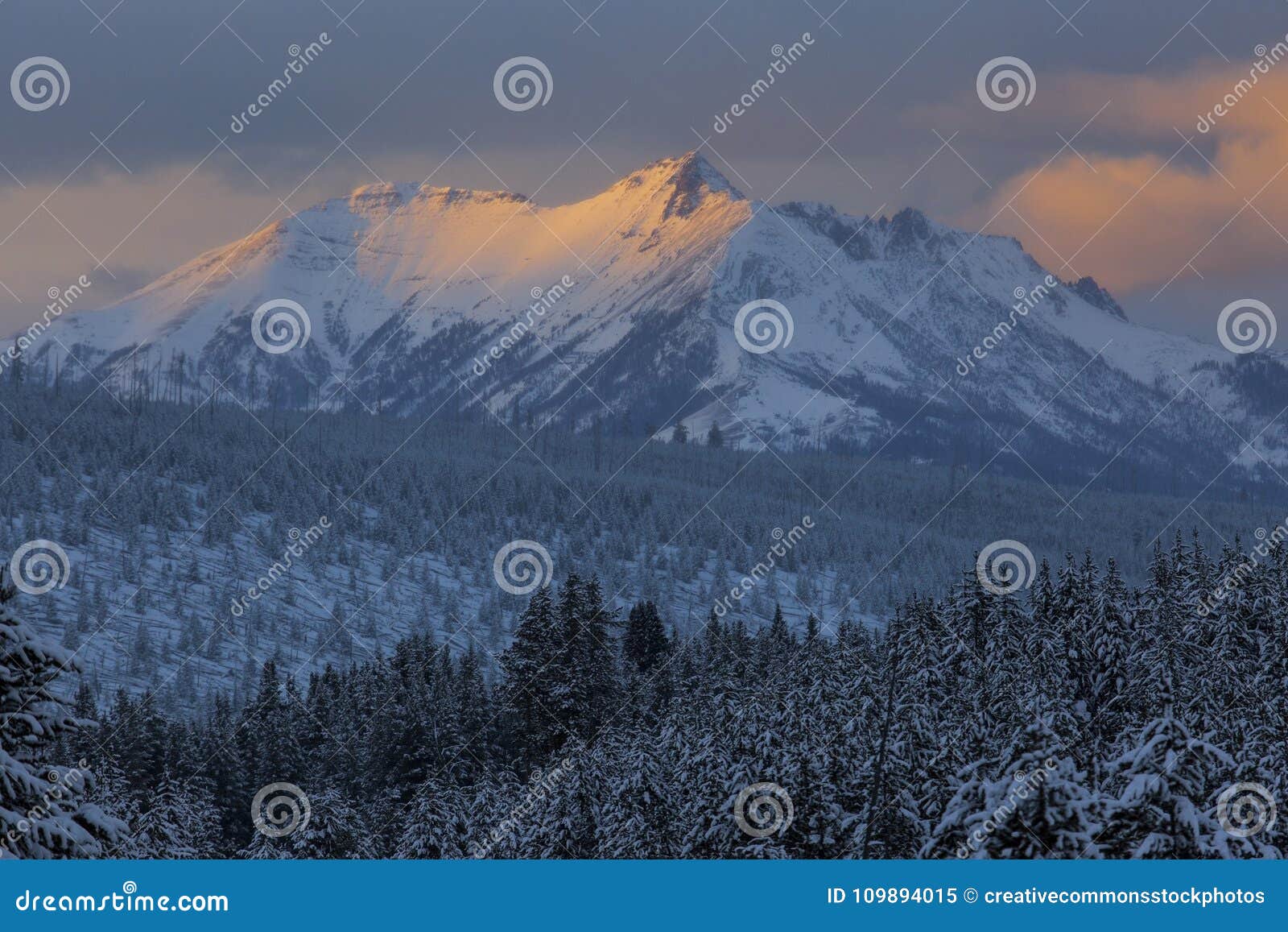Alpine, Cold, Conifer Picture. Image: 109894015