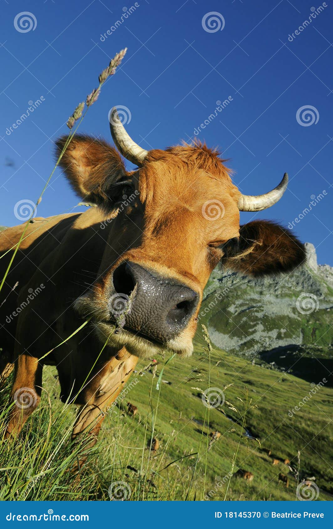 Alpine cow stock photo. Image of beaufort, farm, mountain - 18145370