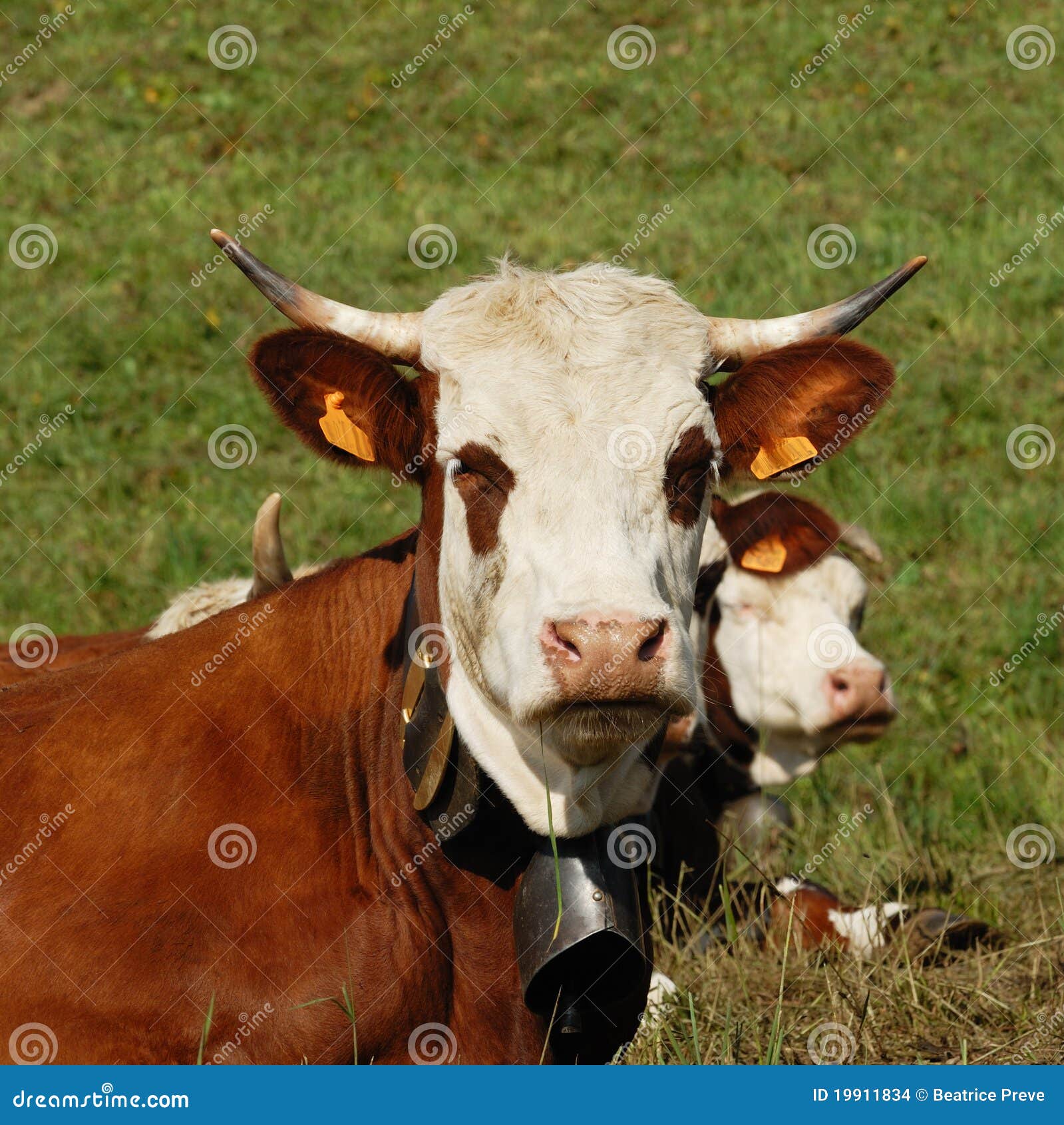 Alpine cow stock photo. Image of beaufortin, ruminant - 19911834