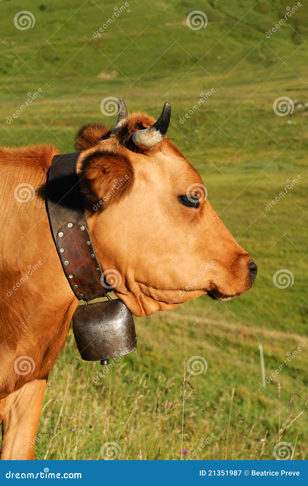 Alpine cow stock image. Image of savoy, alps, mountain - 21351987