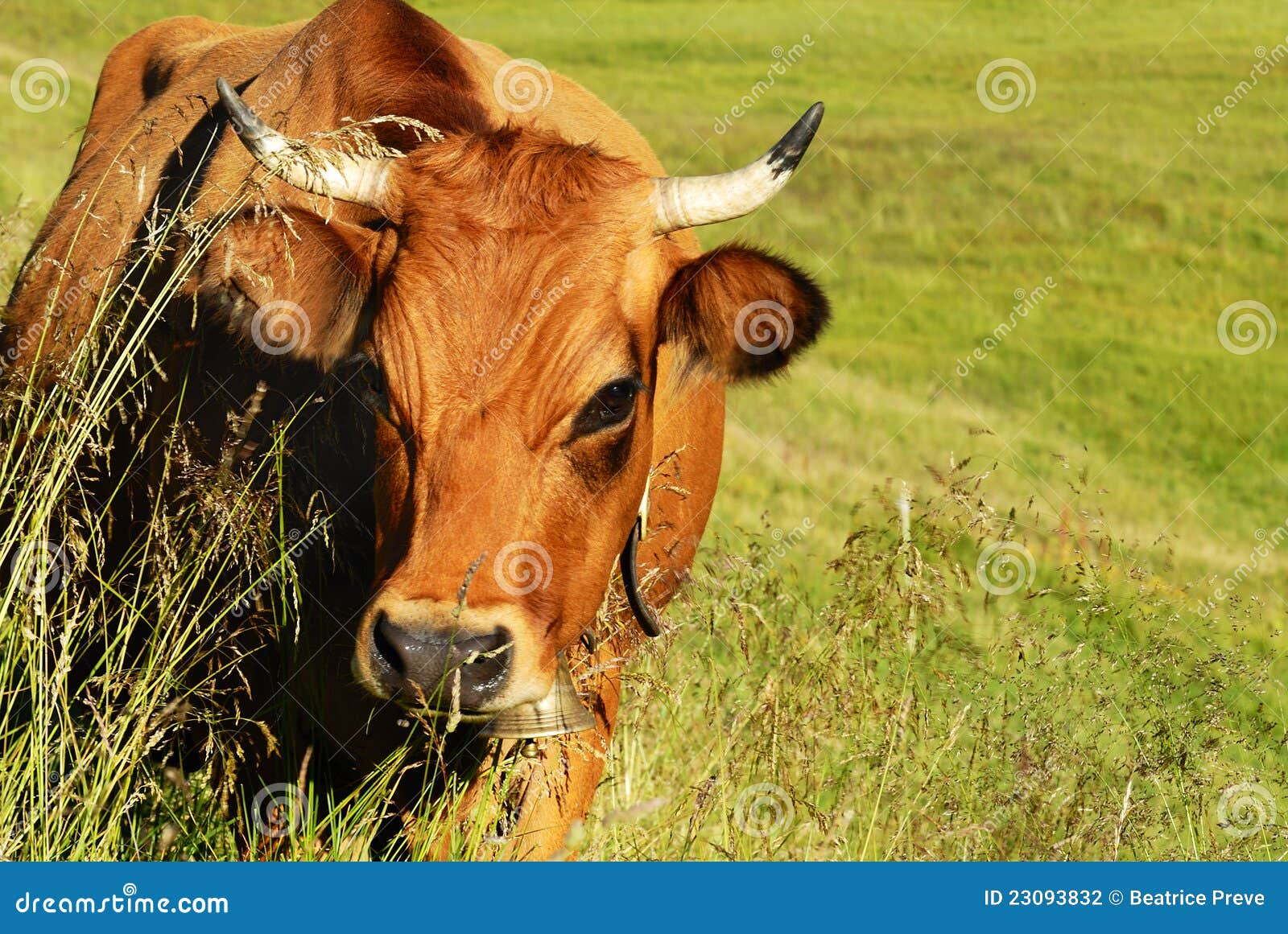 Alpine cow stock photo. Image of portrait, ruminant, hair - 23093832