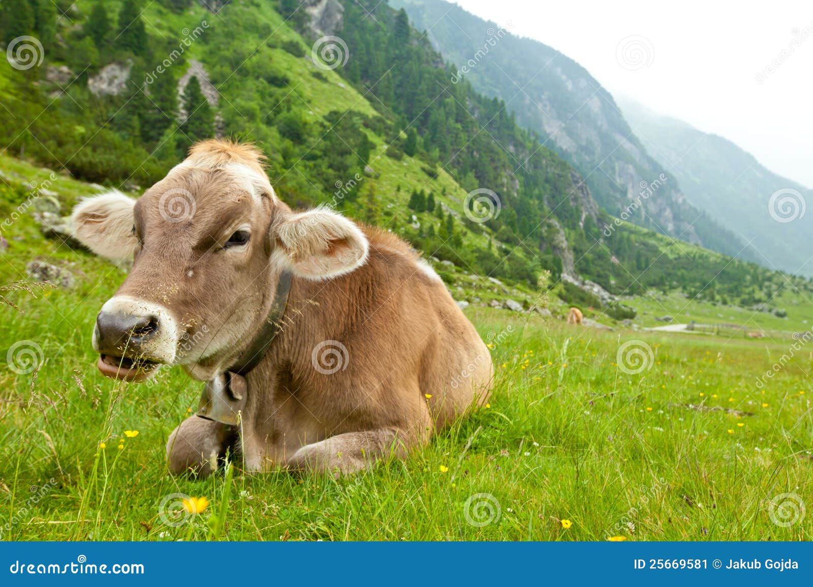 Alpine cow stock image. Image of cliff, nature, clouds - 25669581