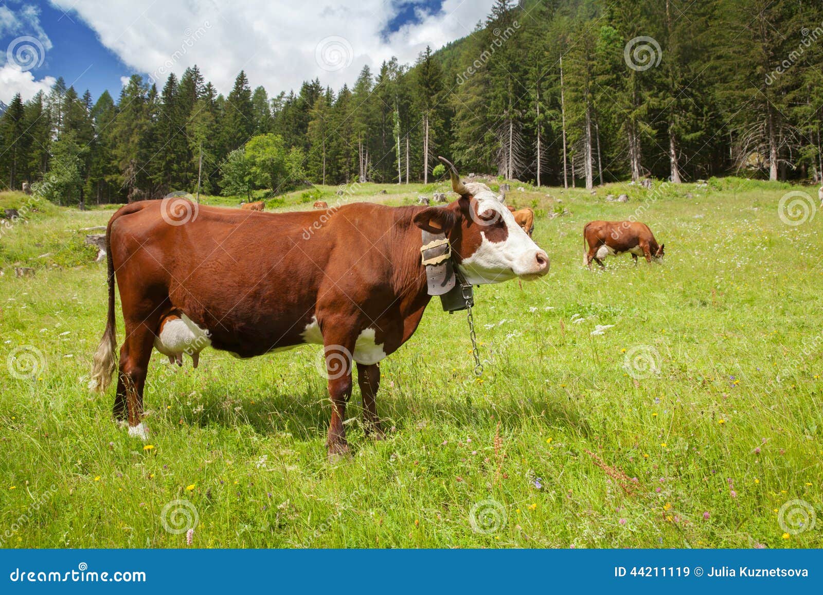 Alpine cow with bell stock image. Image of country, hill - 44211119
