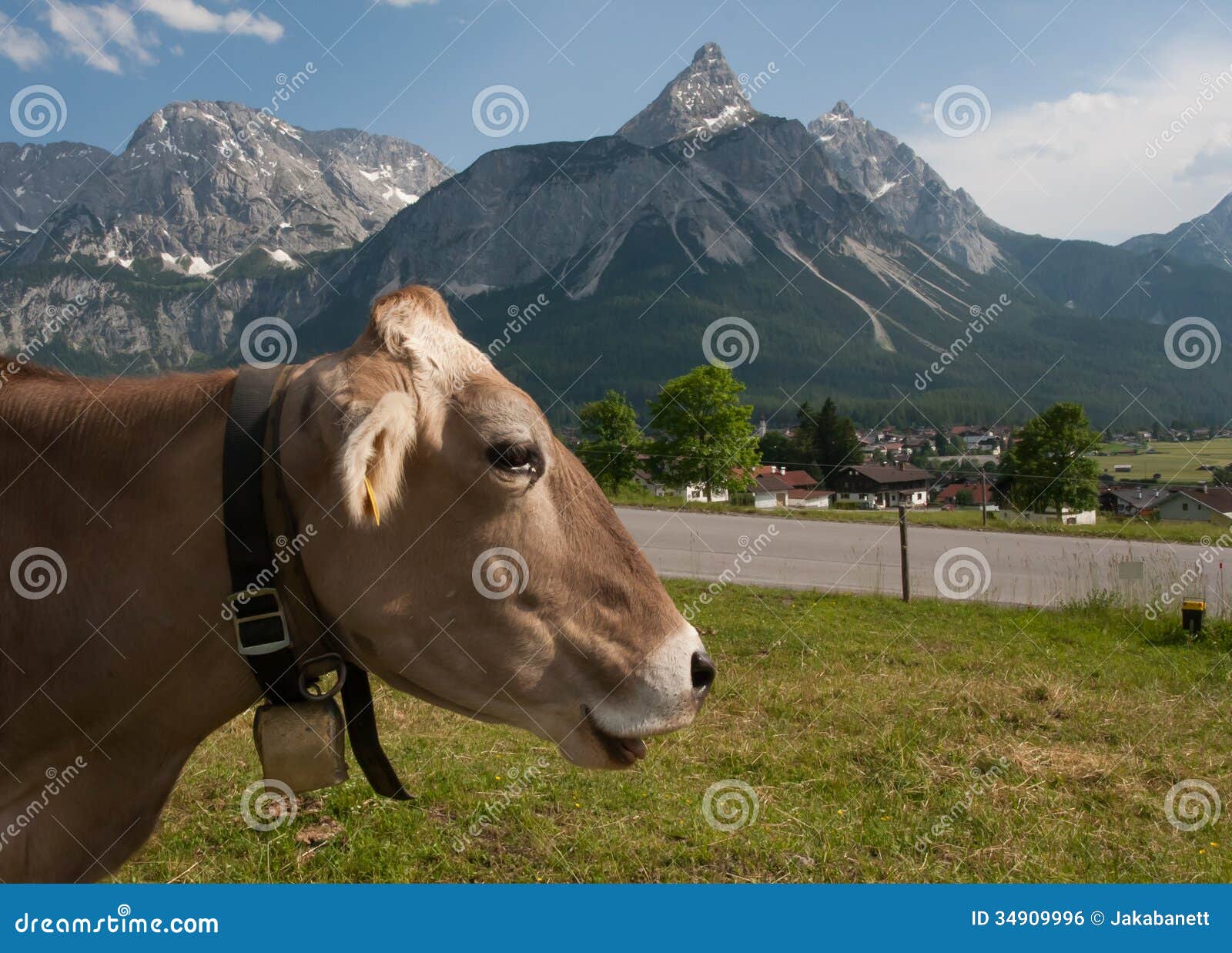 Alpine Cow Looking To the Right Side Stock Photo - Image of road ...
