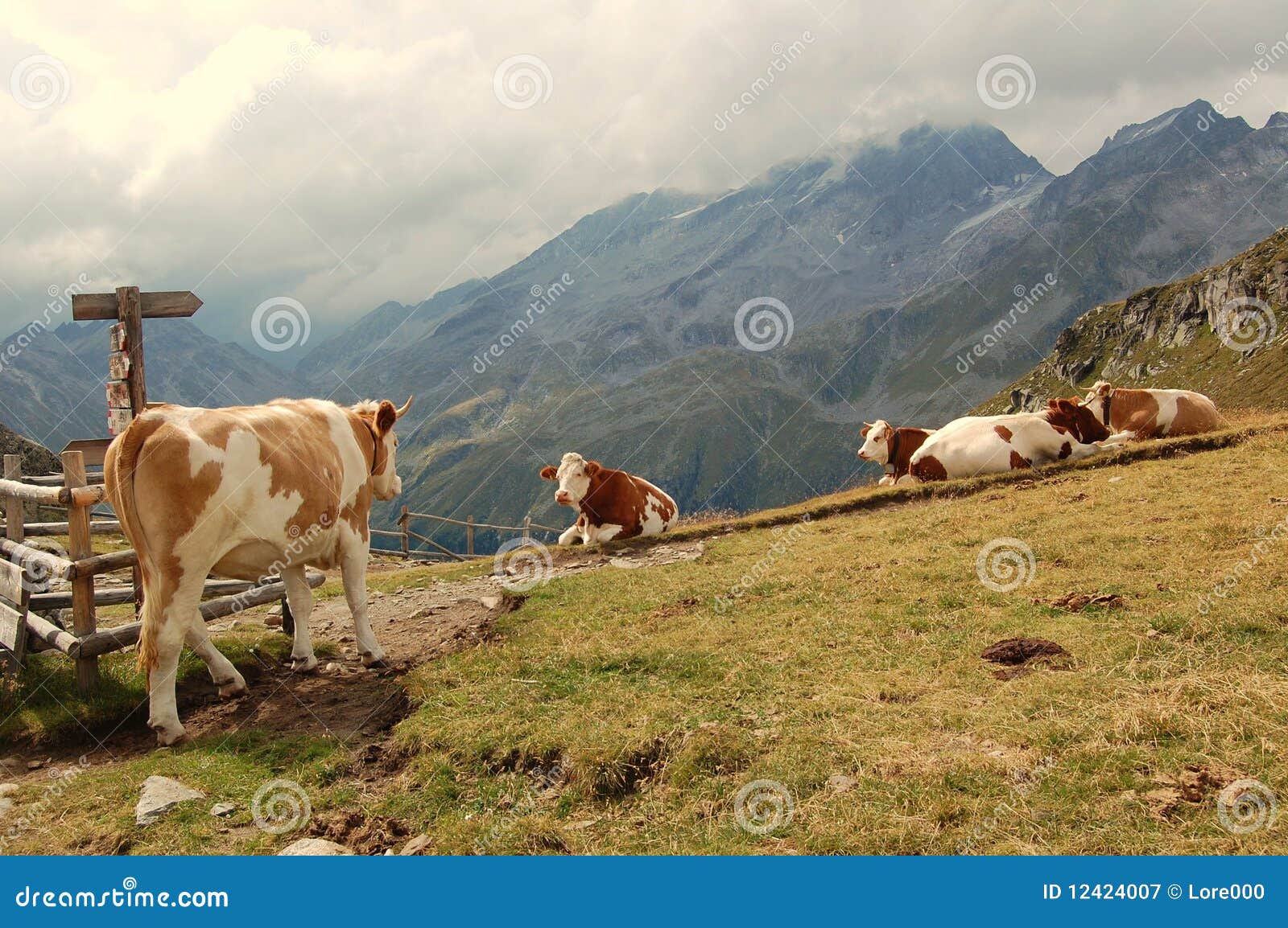 Alpine cows stock image. Image of alps, tyrol, giovanni - 12424007