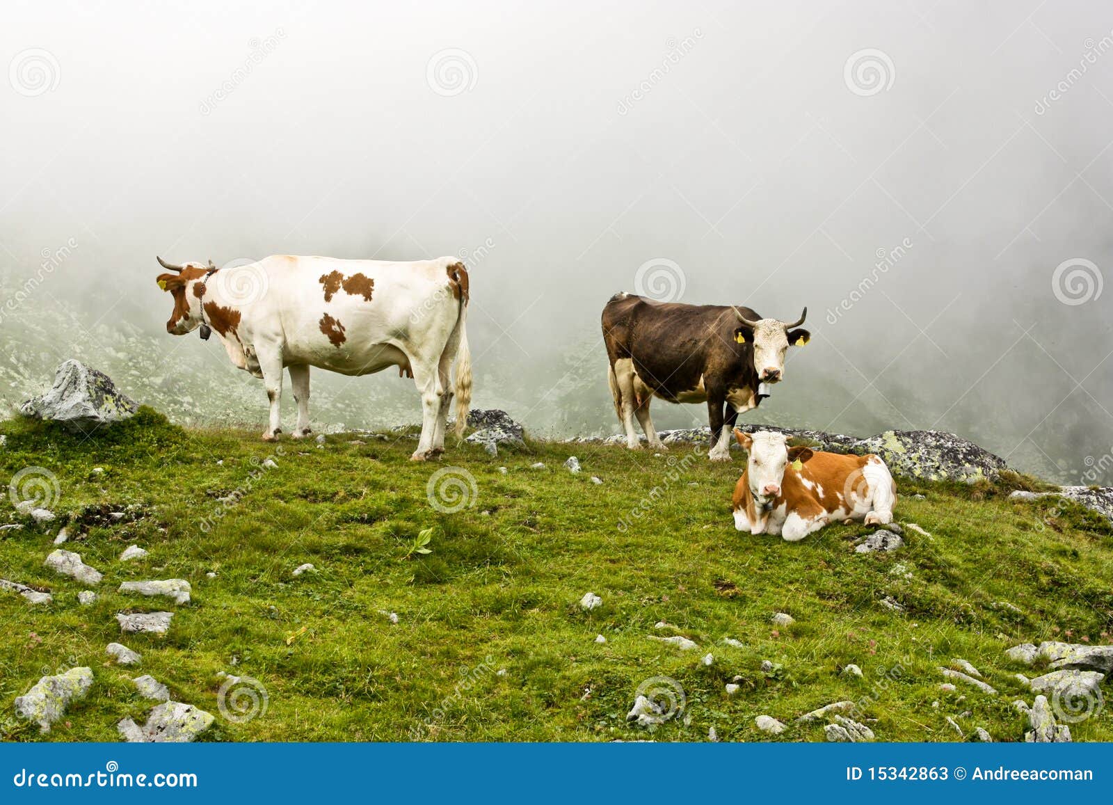 Alpine Cows stock image. Image of countryside, bovinae - 15342863