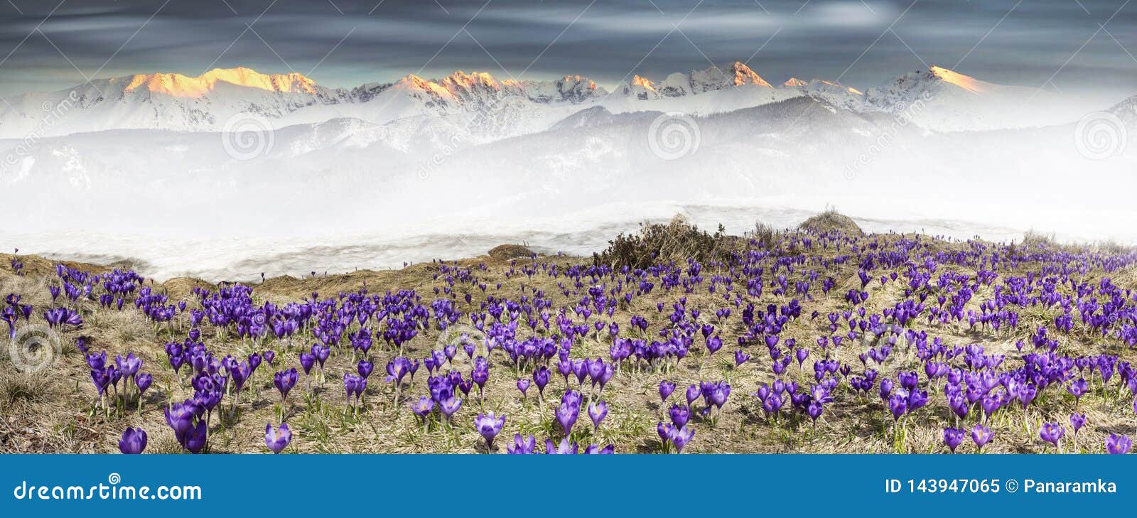 Alpine Crocuses in the Mountain Fields Stock Image - Image of meadow ...