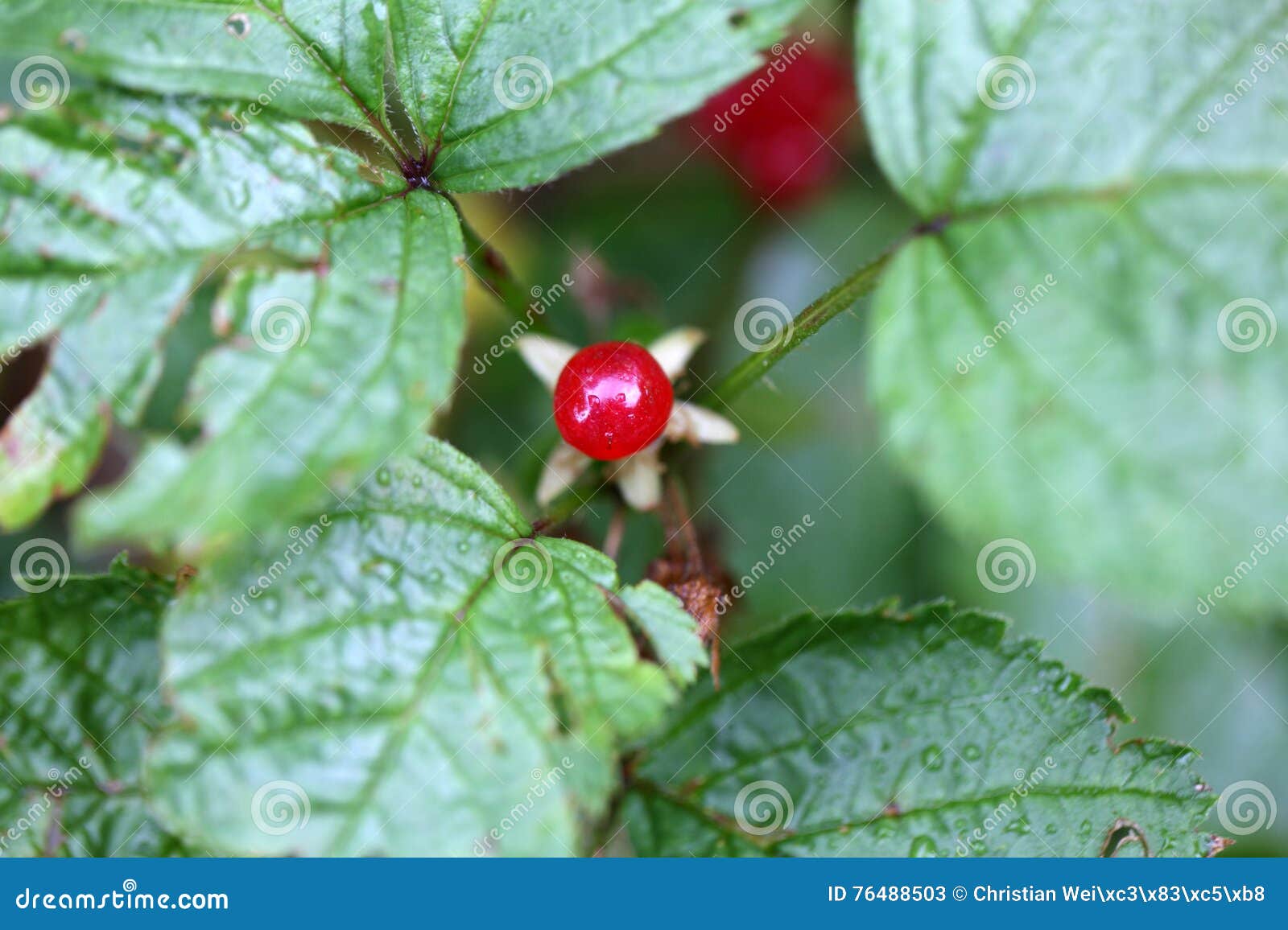 Alpine Currant (Ribes Alpinum) Stock Image - Image of cultivation ...