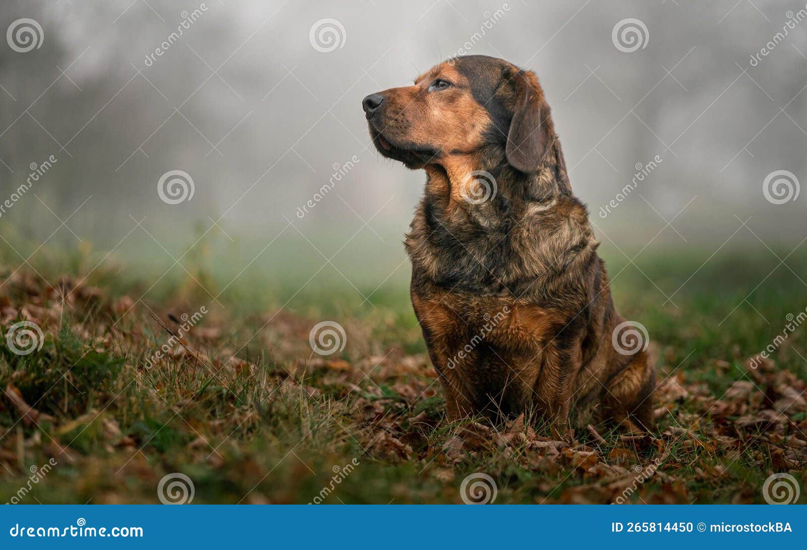 Alpine dachsbracke stock photo. Image of terrier, dachsbracke - 265814450