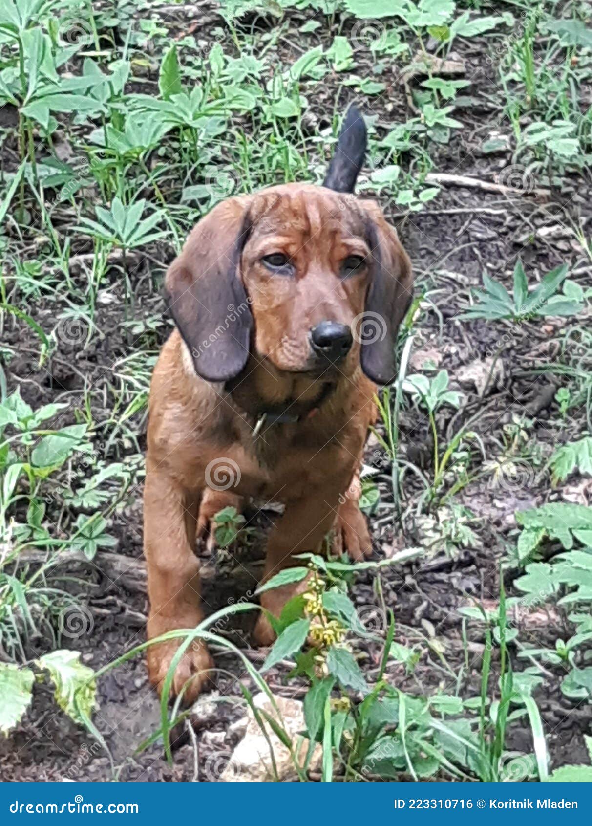 Alpine dachsbracke dog stock photo. Image of alpine - 223310716
