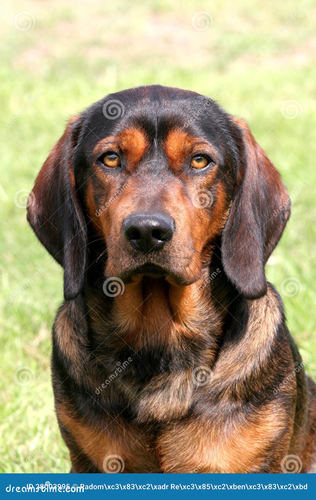 What Is An Alpine Dachsbracke